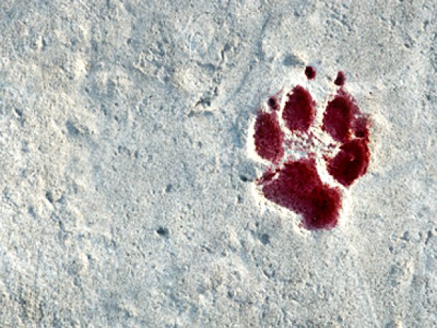 wolfprint1 - Western Watersheds Project