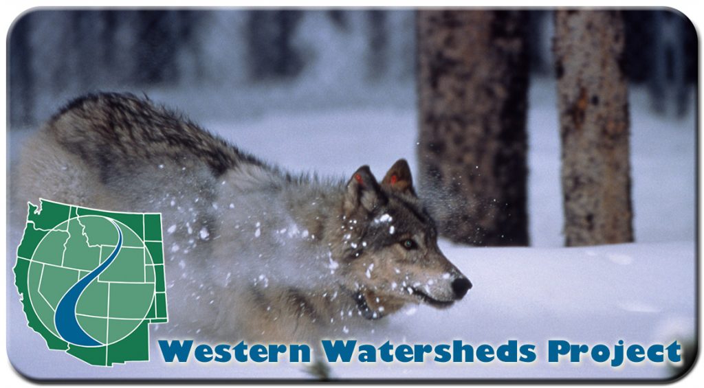 Yellowstone NPS wolf header - Western Watersheds Project