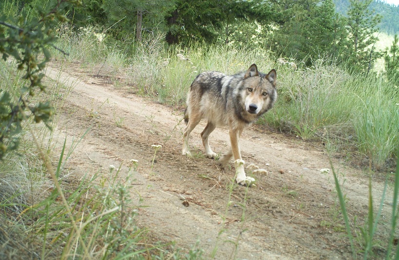 $15,000 Reward Offered for Info on Wolf Poaching in Stevens County ...