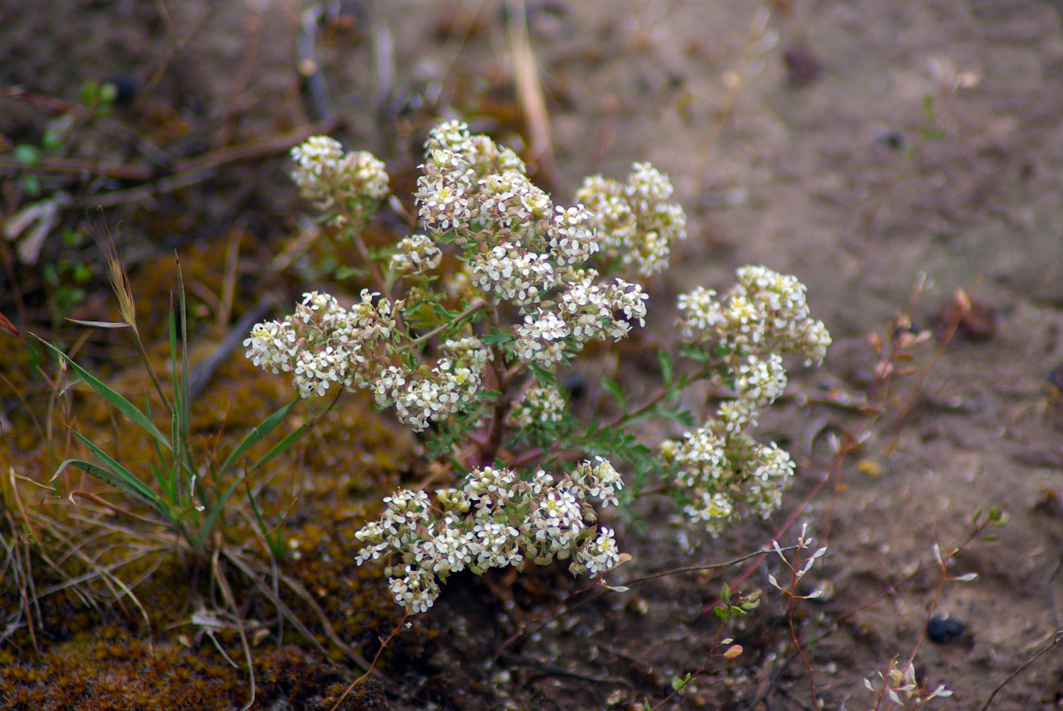 Slickspot Peppergrass - Western Watersheds Project