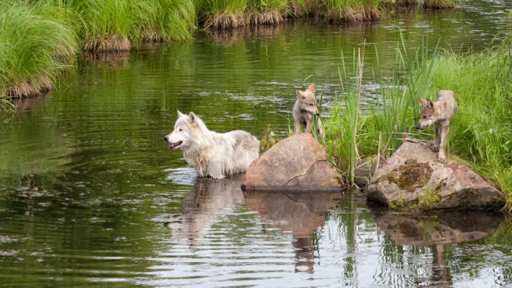 Pygmy Rabbits - Western Watersheds Project