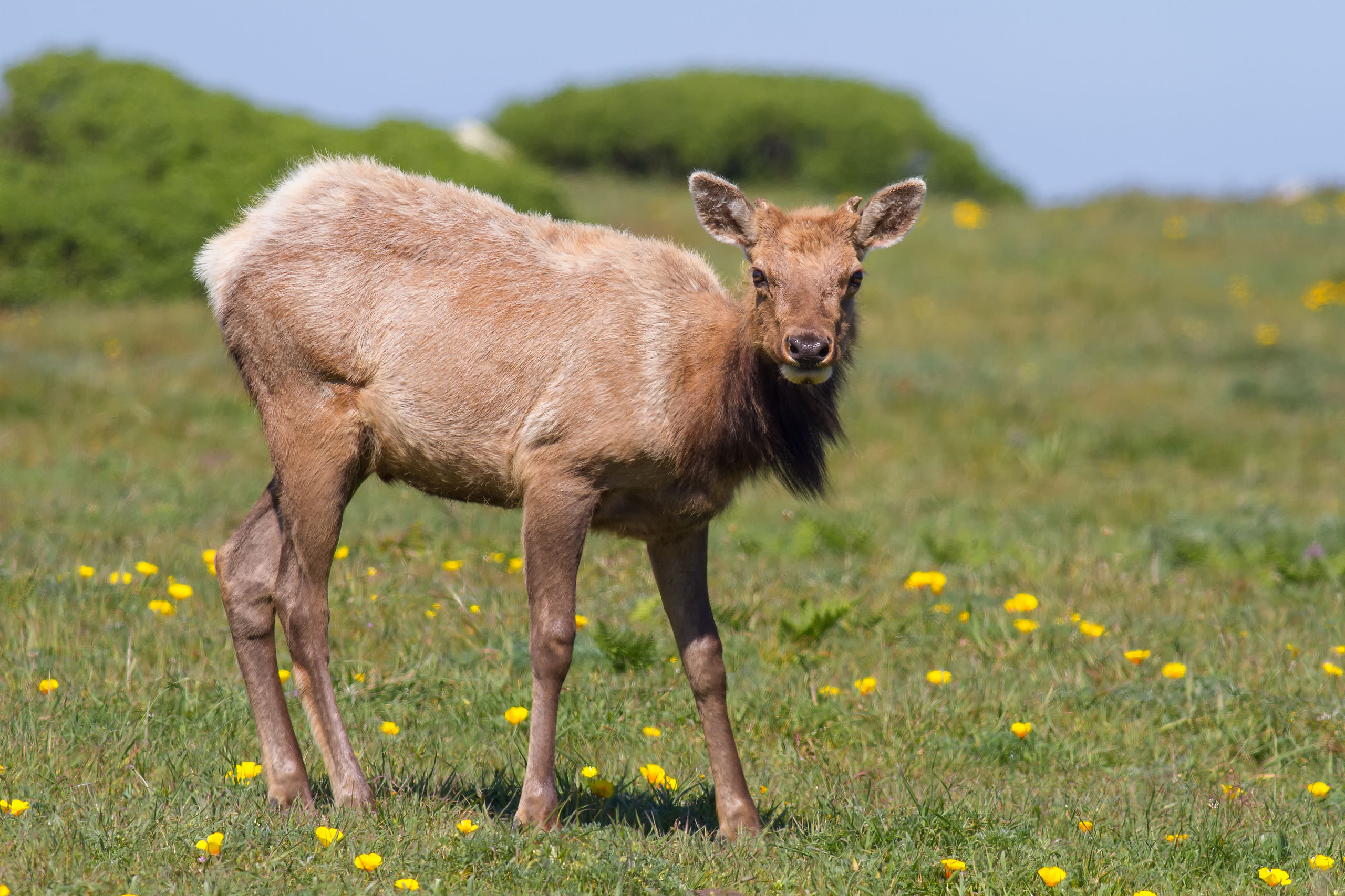 2560px-Juvenile_male_tule_elk,_Point_Reyes_National_Seashore - Western ...