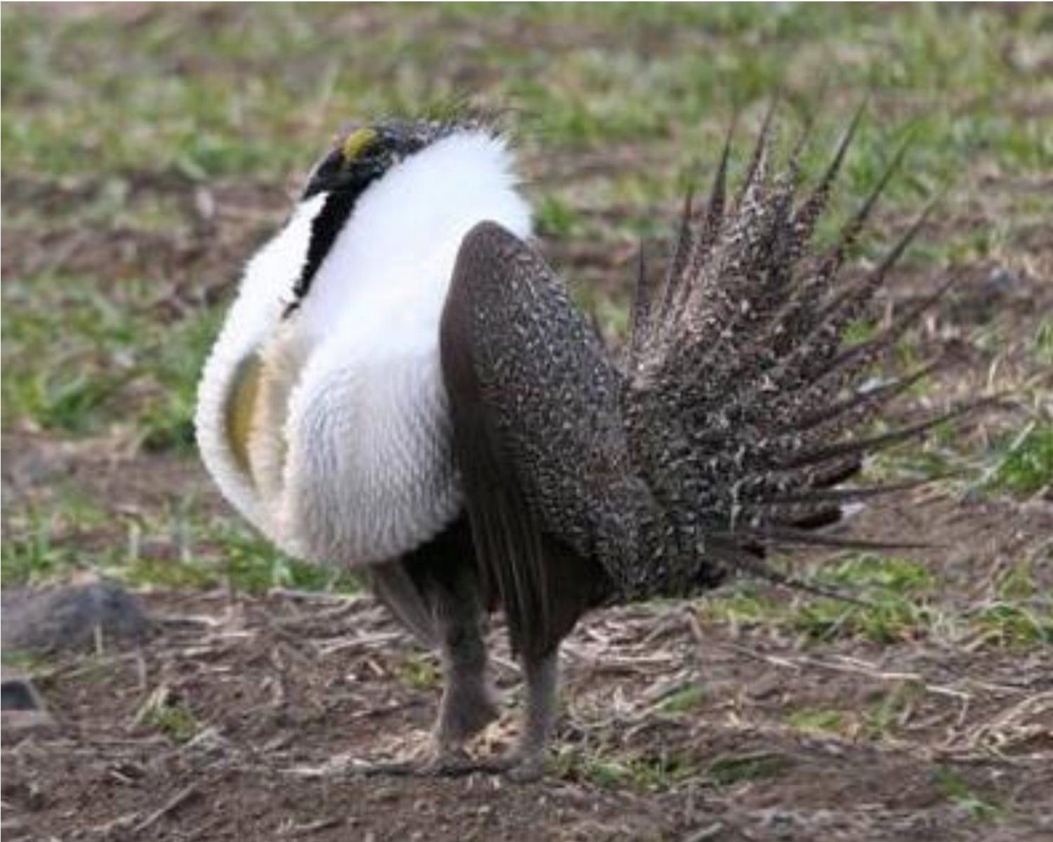 Pygmy Rabbits - Western Watersheds Project