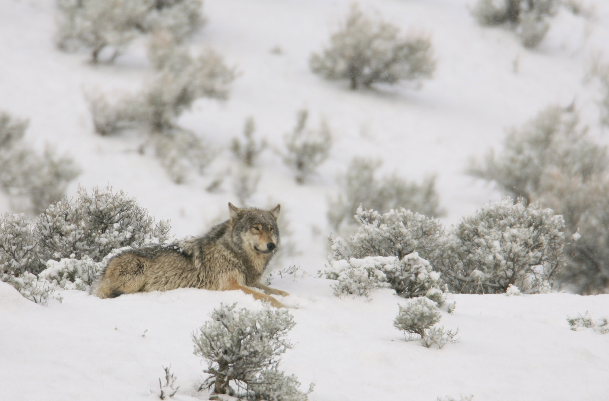 Northern Rocky Mountain Wolves - Western Watersheds Project