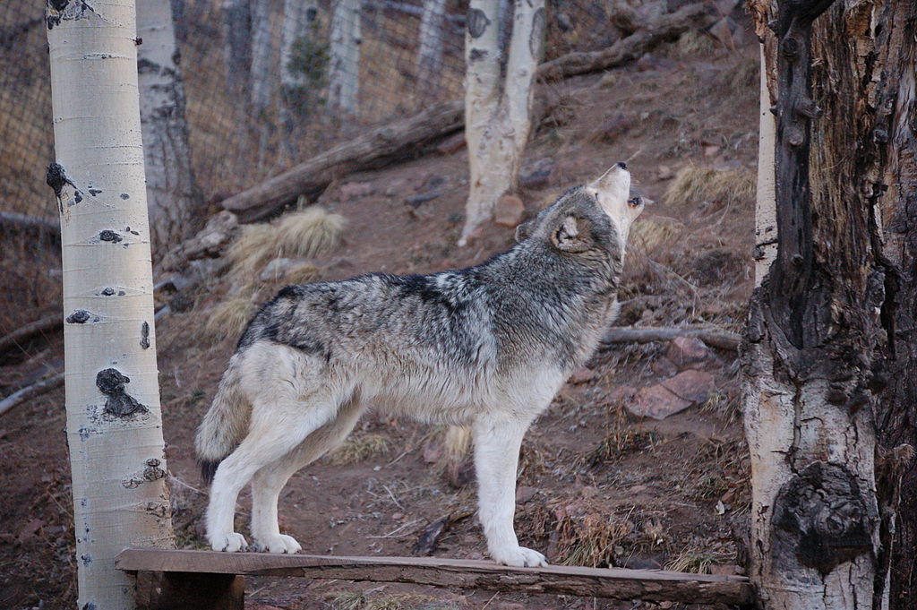 Northern Rocky Mountain Wolves - Western Watersheds Project