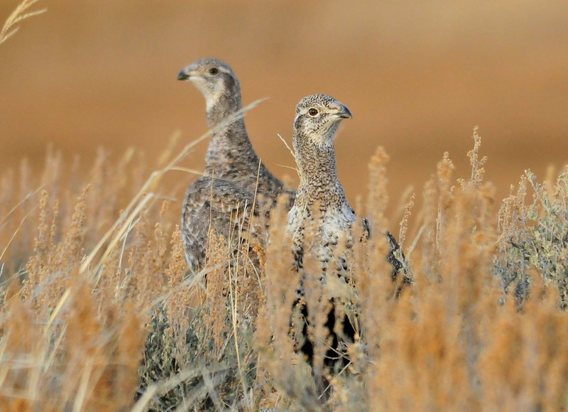 Northern Rocky Mountain Wolves - Western Watersheds Project