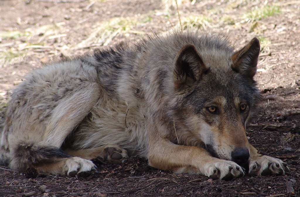 Coloradans strongly support wolf restoration at Denver meeting ...