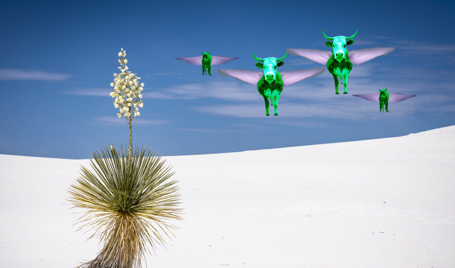 Regenerative Flying Cattle - Western Watersheds Project