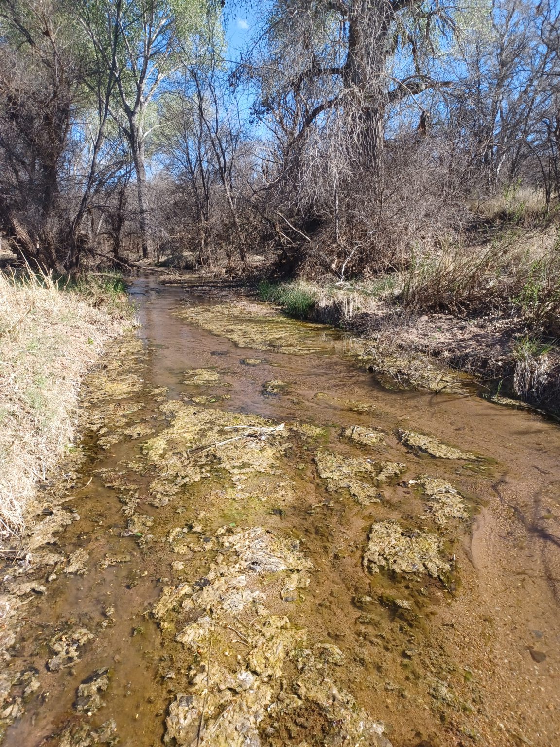 Babocomari eutrophication CT March 2023 - Western Watersheds Project