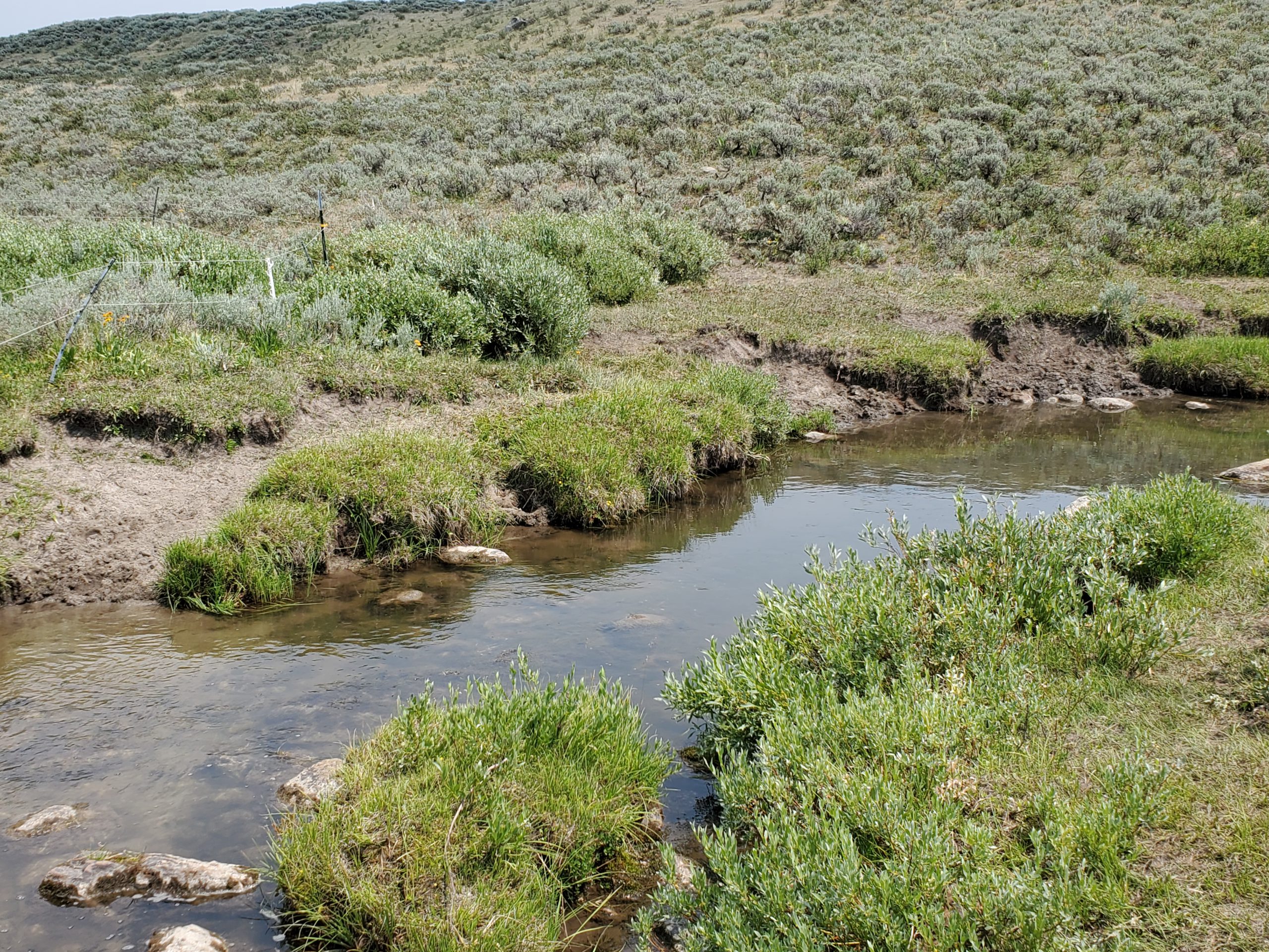 New Report: Recent Forest Service Grazing Decision and Mismanagement in ...