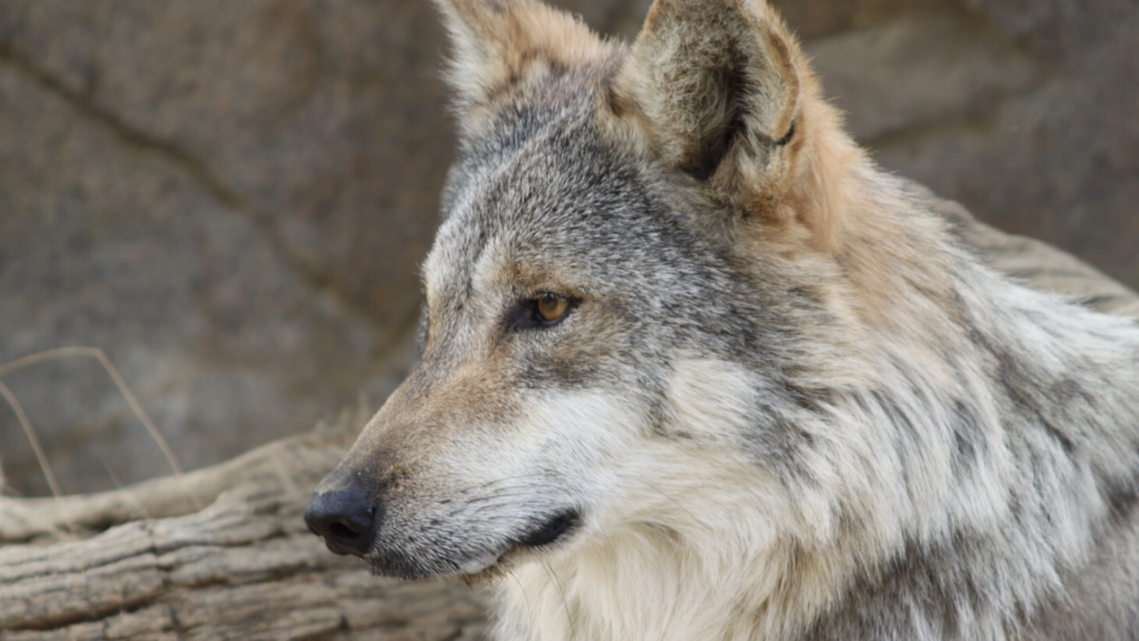 Greens applaud translocation of Mexican gray wolves to southeastern ...