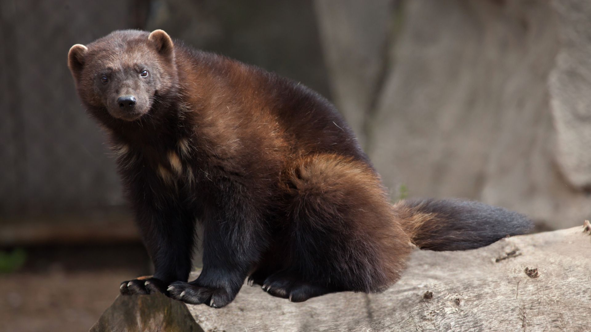 Pygmy Rabbits - Western Watersheds Project