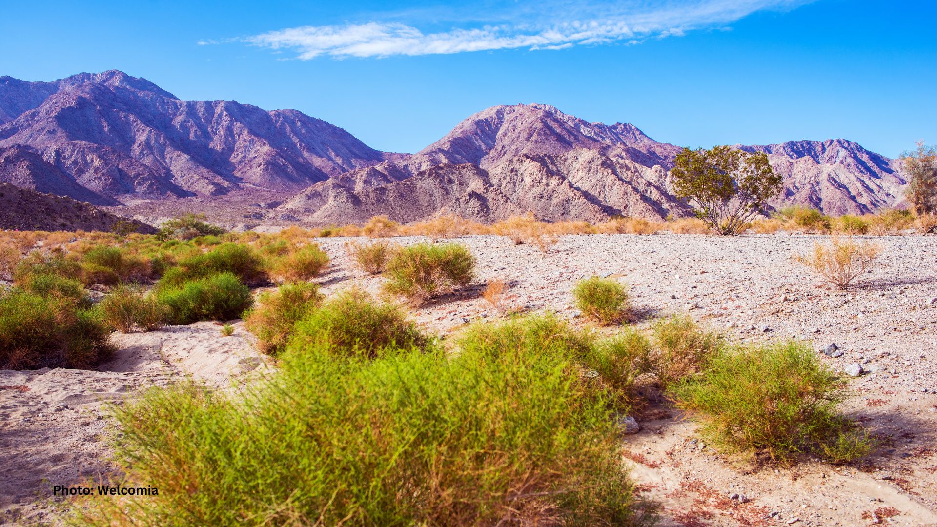 California Desert - Western Watersheds Project