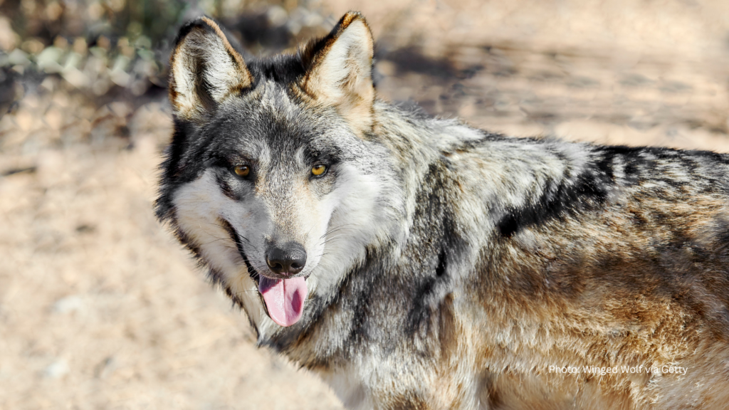 Pygmy Rabbits - Western Watersheds Project