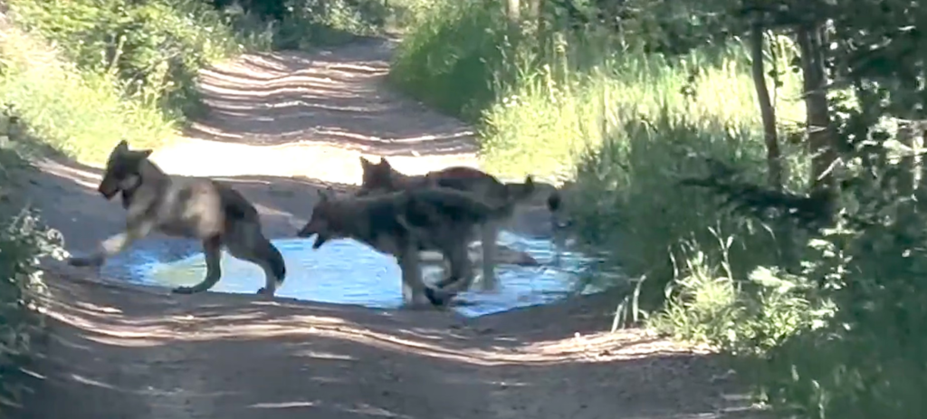 Colorado’s only Wolf Pack to be Captured, Relocated after Coexistence ...