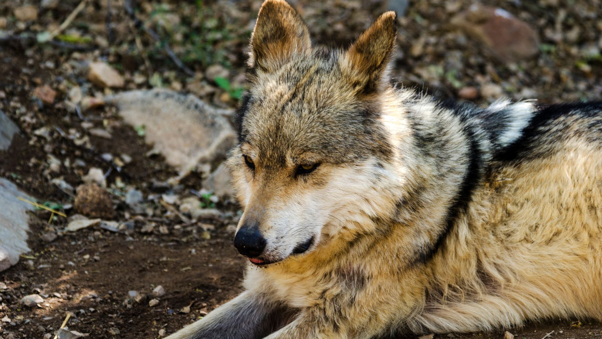 Mexican gray wolf found dead near Winston, New Mexico - Western ...