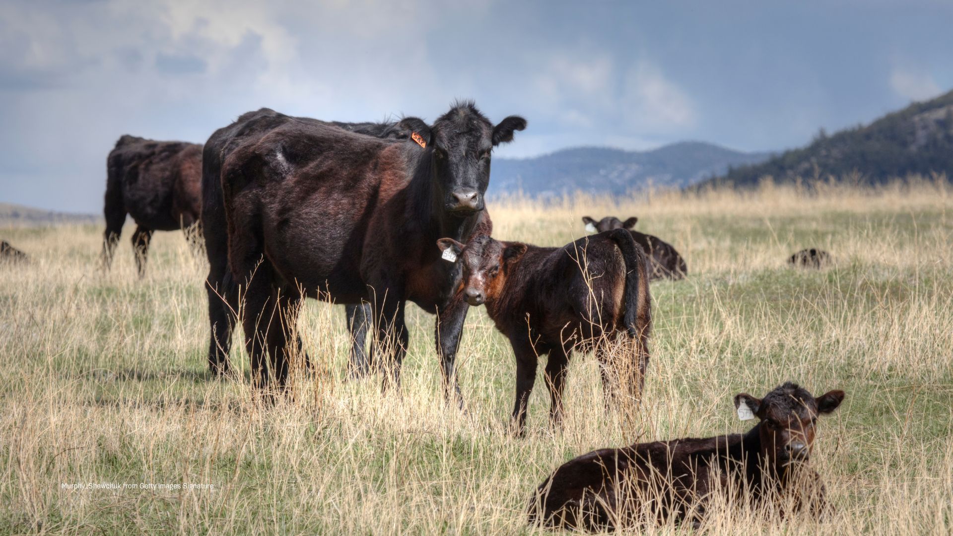 The History of Public Lands Grazing - Western Watersheds Project