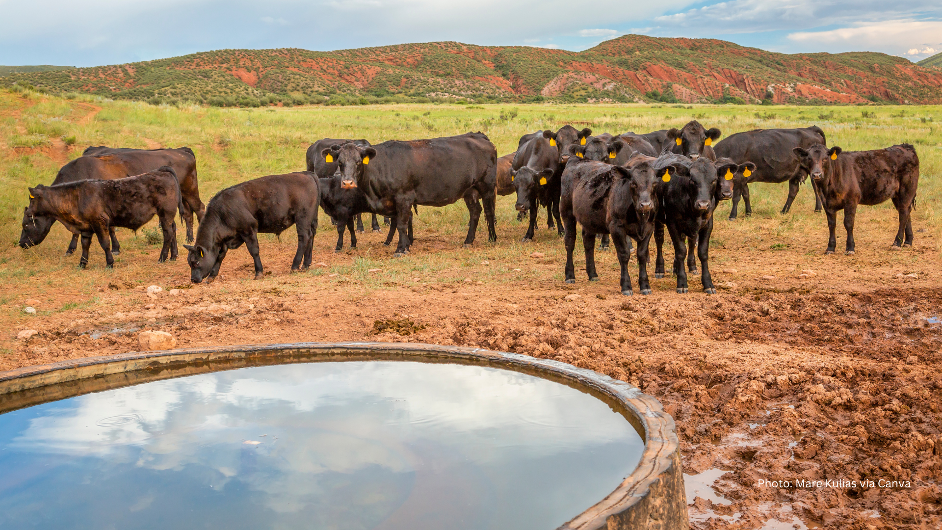 The History of Public Lands Grazing - Western Watersheds Project
