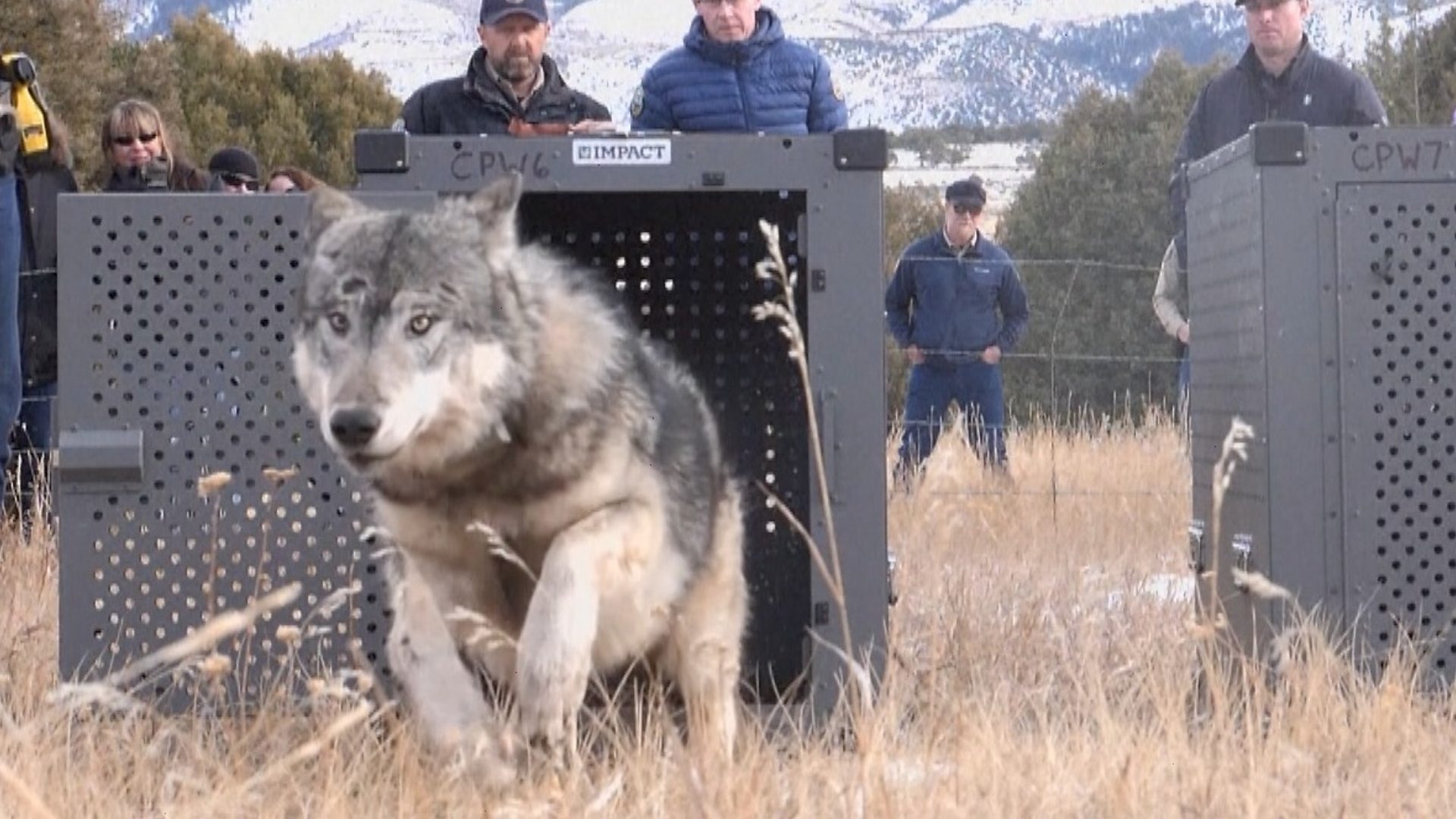 On Anniversary of Reintroduction, Colorado Urged to Proceed with 2025 Wolf Releases - Western ...