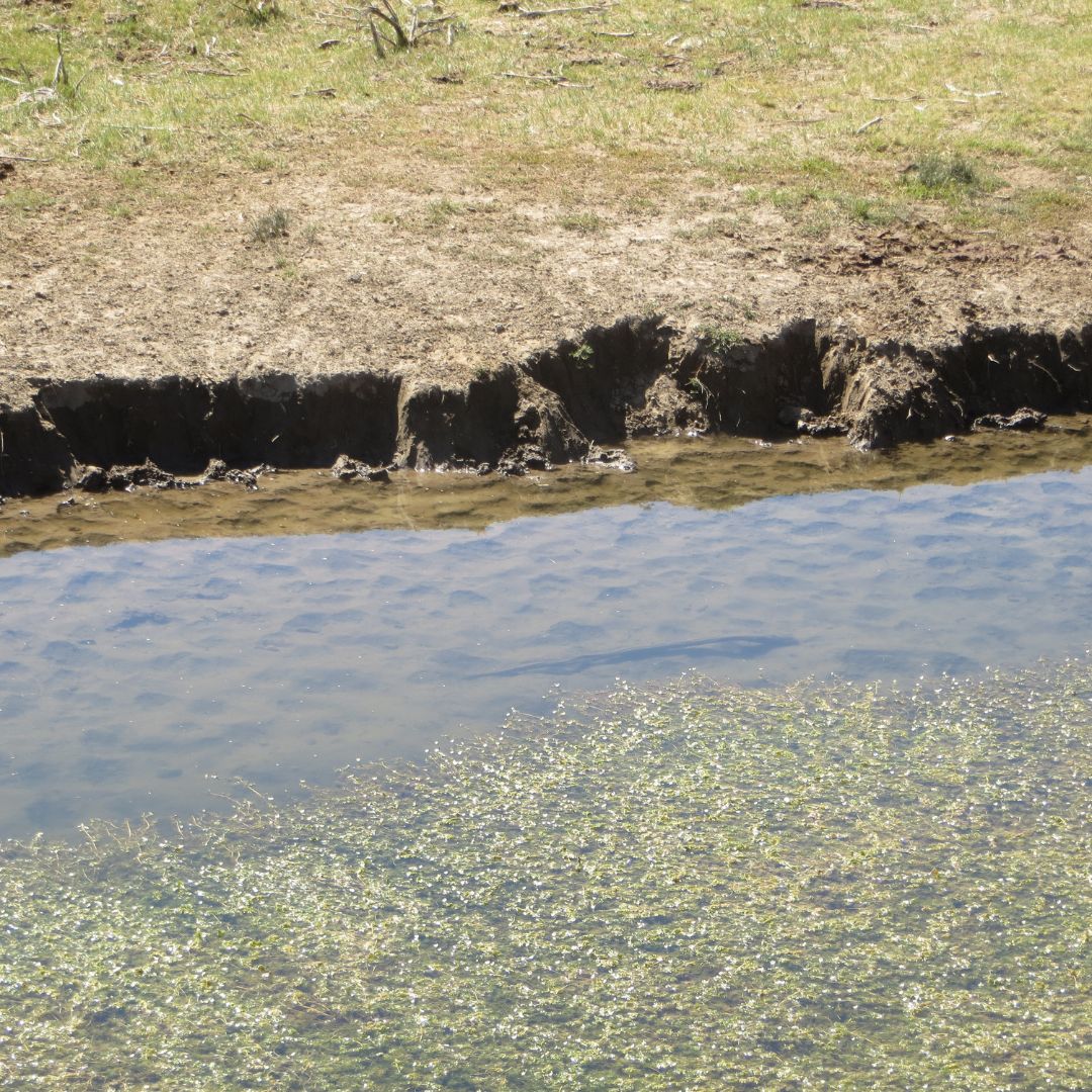 1 - Western Watersheds Project