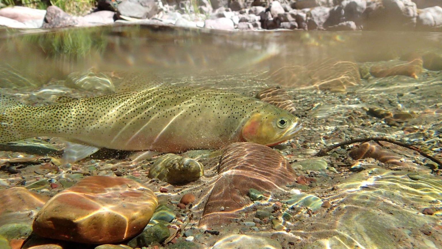 Home - Western Watersheds Project