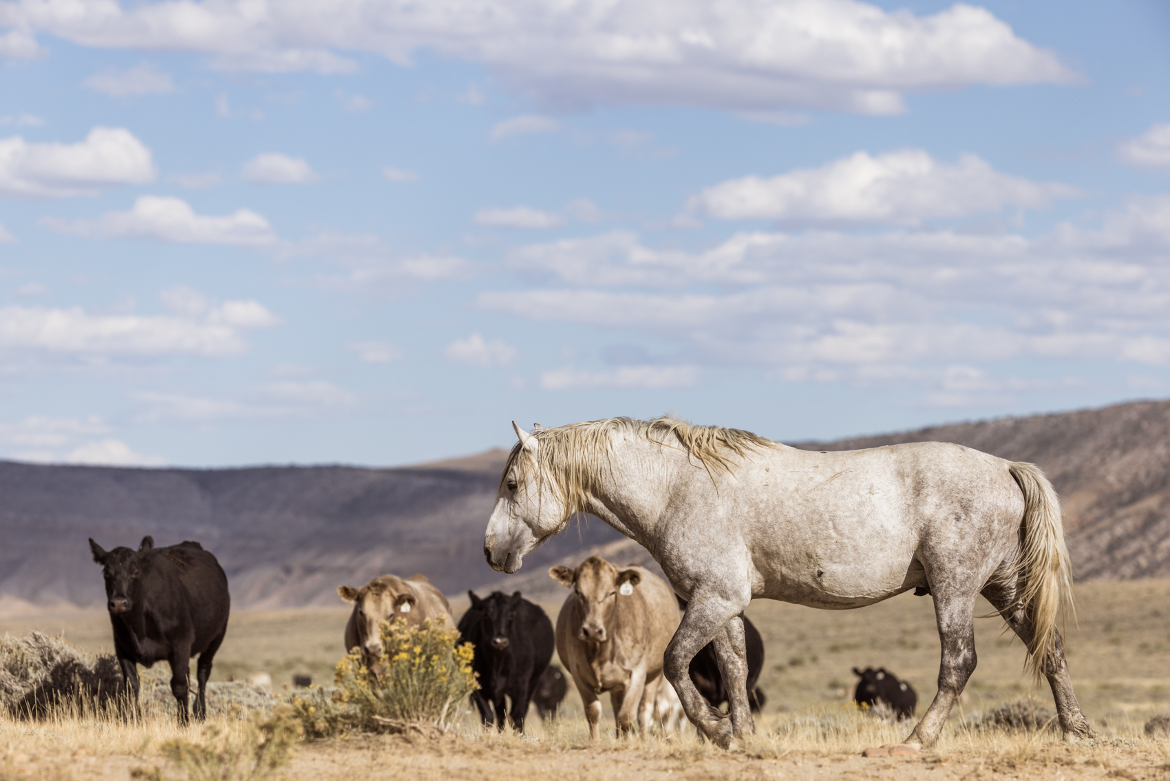 New Map Exposes Lands Targeted for Sale in Senate Budget Proposal ...