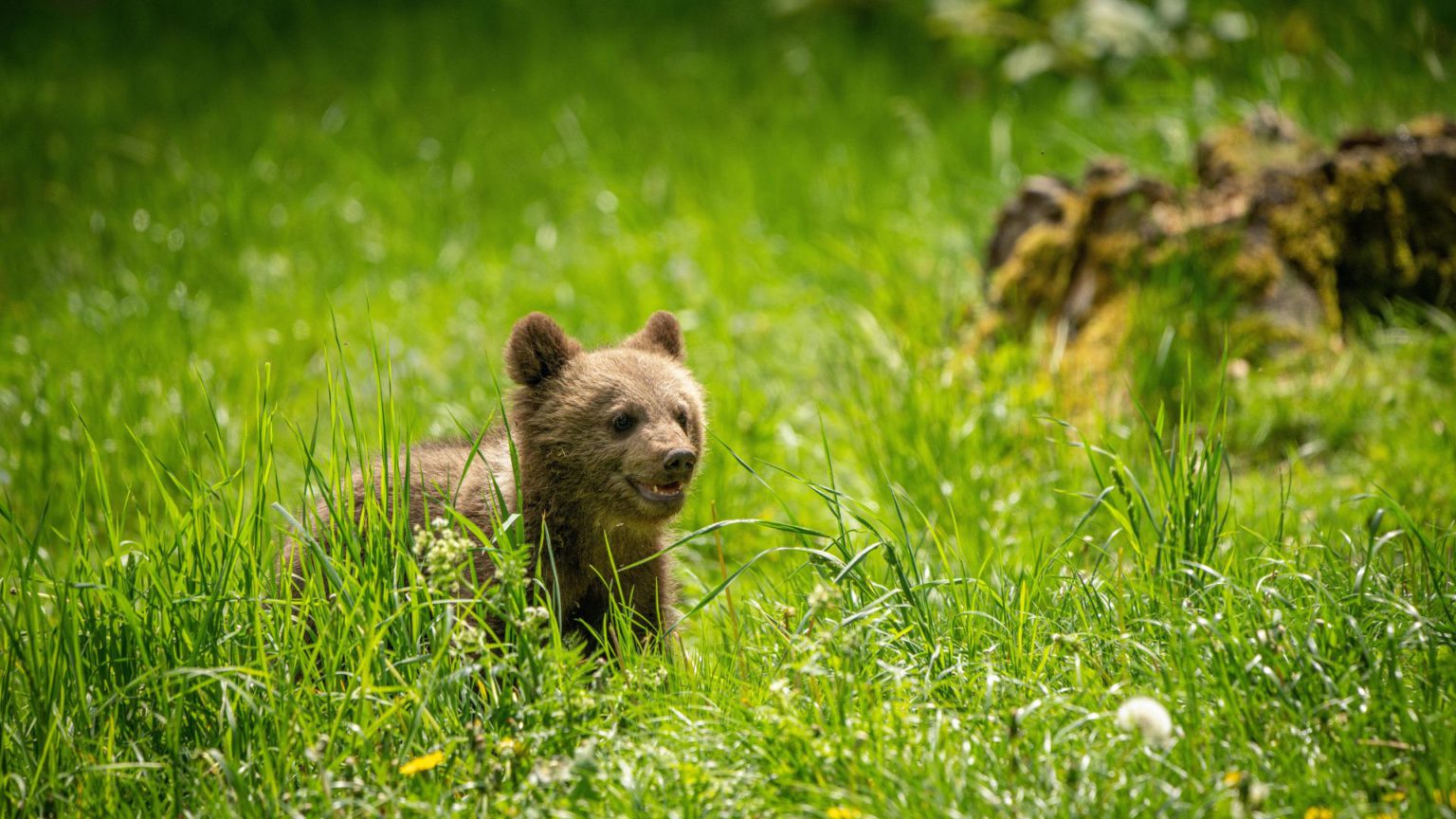 grizzly bear_baby - Western Watersheds Project