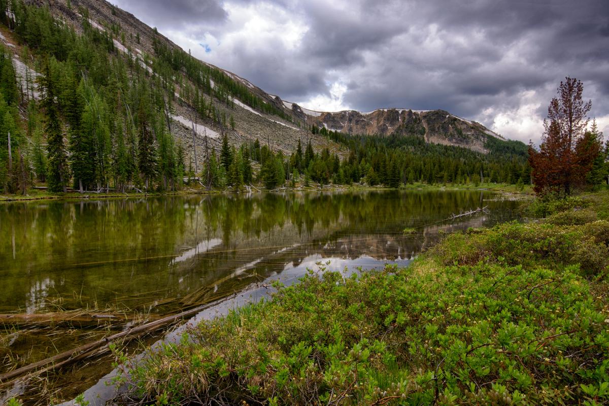 Conservationists Sue Colville National Forest for Allowing Livestock ...