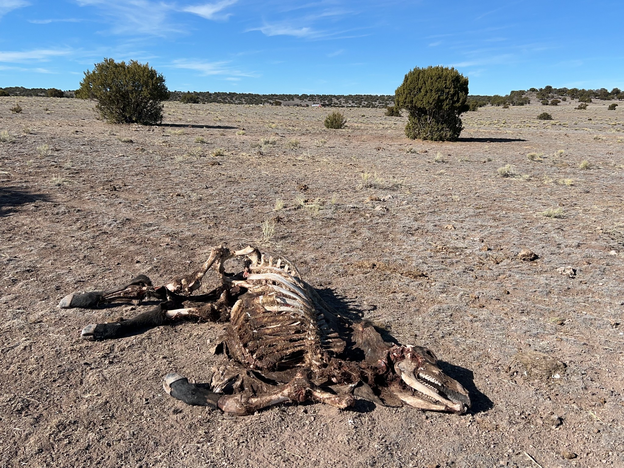 White House Unveils Rule to Strip Oversight from Public Lands Grazing ...
