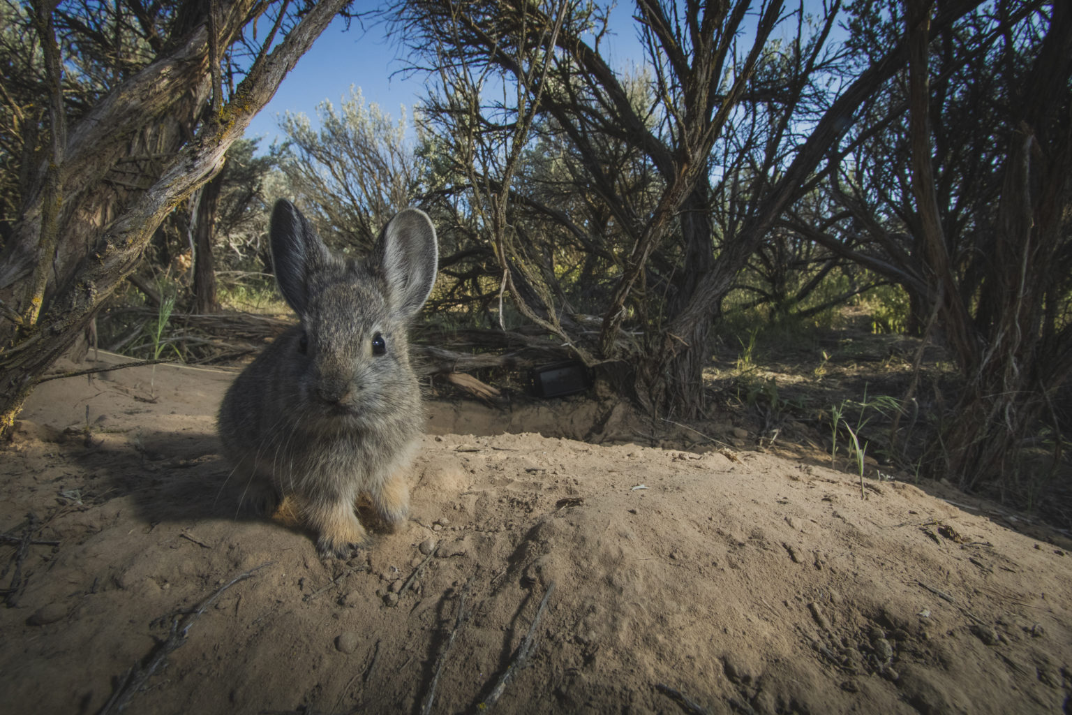 The History of Public Lands Grazing - Western Watersheds Project